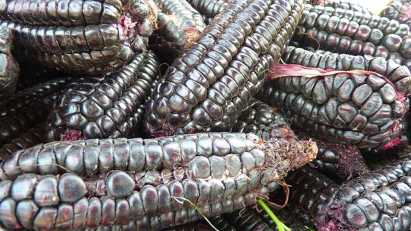 Naturally Black Foods That Are Packed With Nutrients