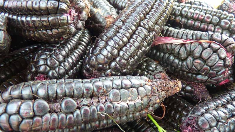 Naturally Black Foods That Are Packed With Nutrients